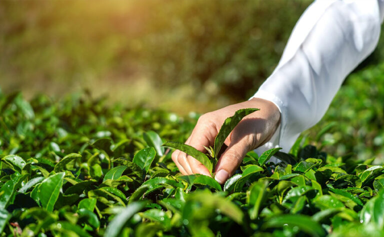 Tea Tree Oil (Melaleuca Alternufolua Oul) - Conalt